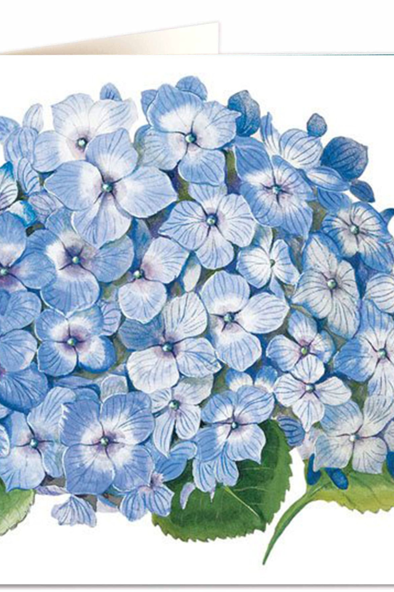 Archivist Gallery, Printed Card-Blue Hydrangea – Snapdragon Designs